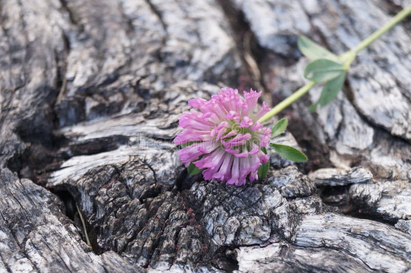 Clover on a Old Wooden Background Stock Image - Image of delicate ...