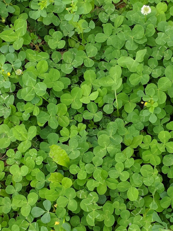 Clover patch stock photo. Image of patch, luck, shamrock - 254966