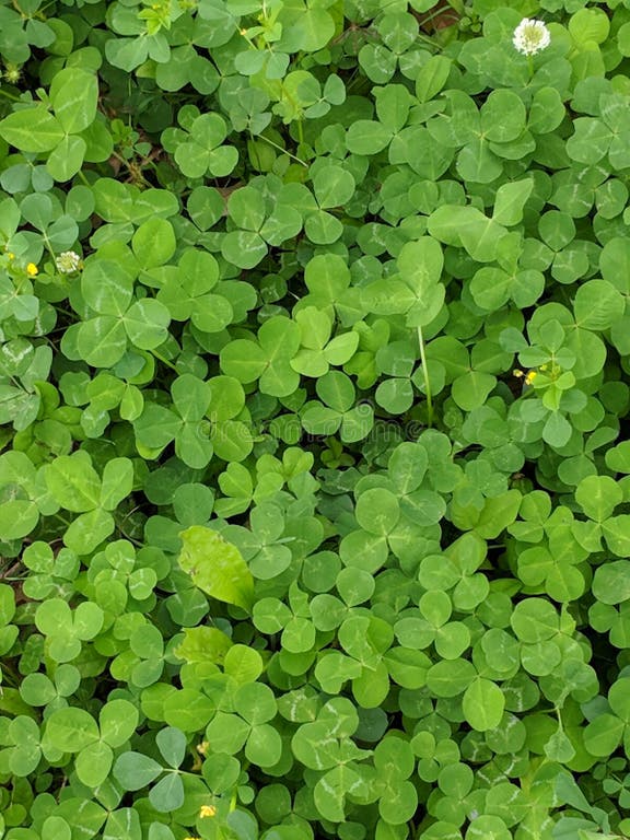 Clover patch stock image. Image of green, background - 114913631