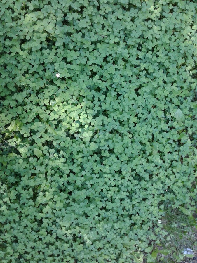 Clover patch stock photo. Image of green, luck, three, shamrock - 254966