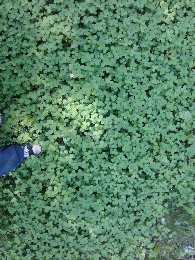 Clover patch stock photo. Image of heal, leaves, grassland - 839602