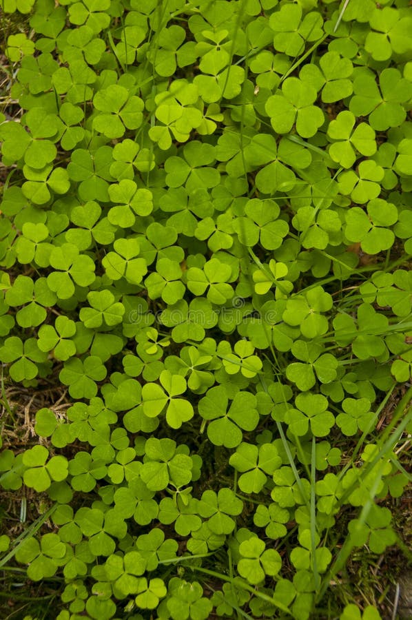 Clover Patch on Forest Floor Stock Photo - Image of clover, patch: 80414696