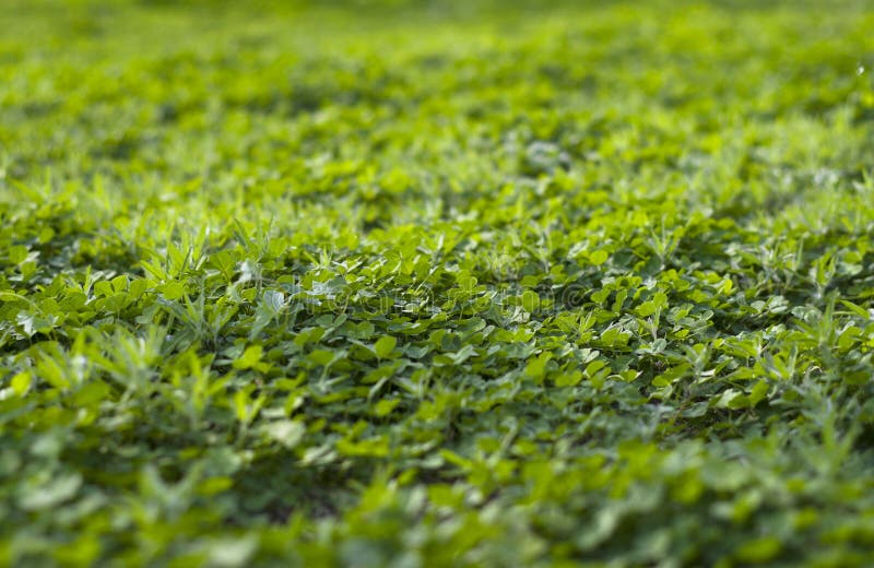 Clover patch stock photo. Image of clover, leaf, focus - 76594034