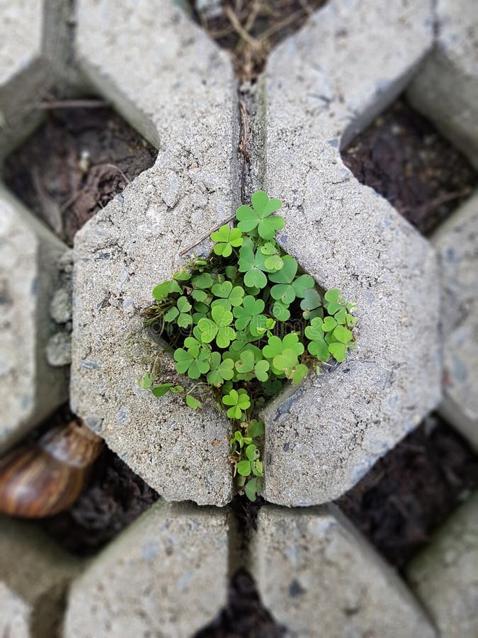 Clover in the paving floor stock photo. Image of floor - 95912192