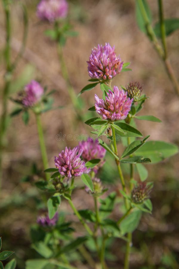 Clover plant blooming stock image. Image of grow, clover - 181411713