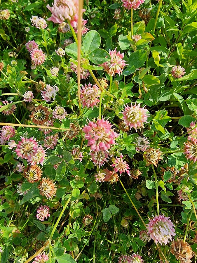 Clover Plant, Flower, Meadows and Fields Stock Photo - Image of cereals ...