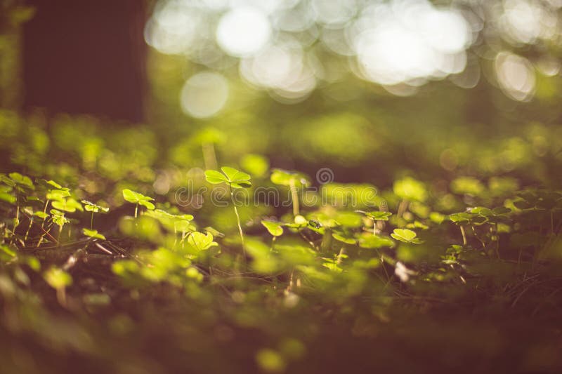 Clover Plants Low Sun Forest Floor Stock Photos - Free & Royalty-Free ...