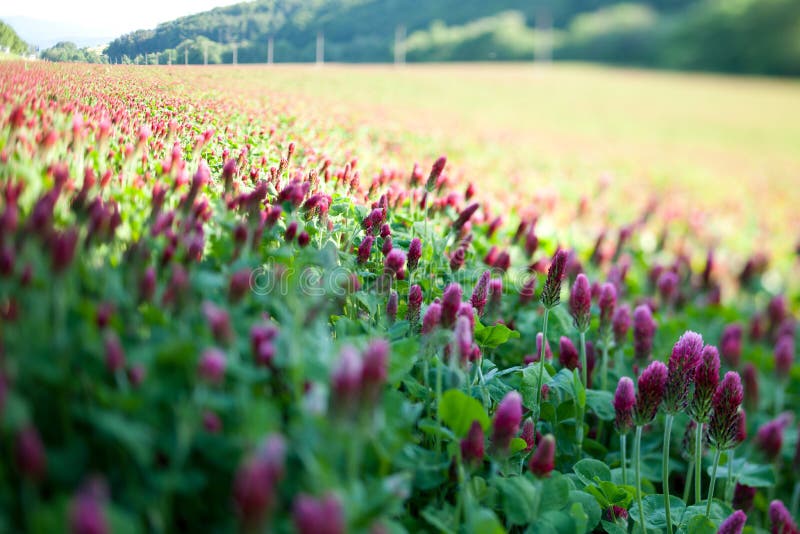 Clover Purple Field with a Tilt-shift Lens Stock Image - Image of bees ...