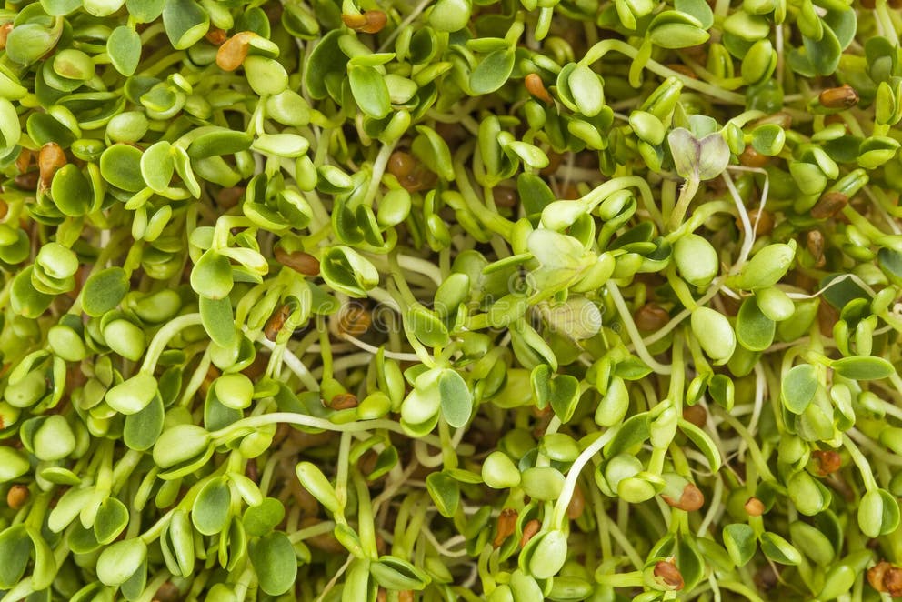 Clover and radish sprouts stock image. Image of seed - 28906689