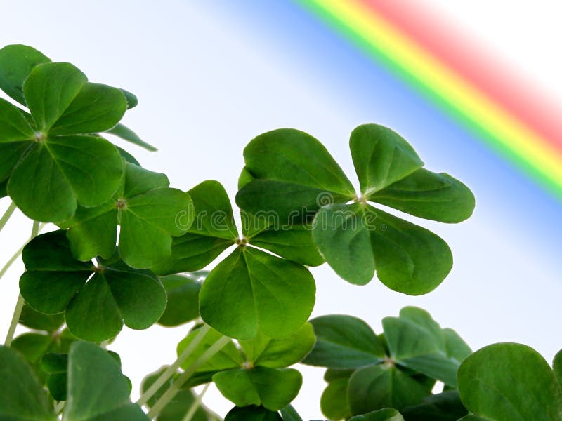 Clover and rainbow. stock image. Image of saint, irish - 408037