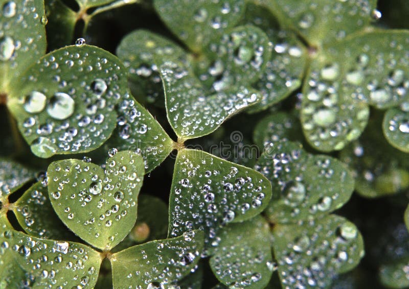Clover with raindrops stock photo. Image of trefoil, outdoor - 2154148