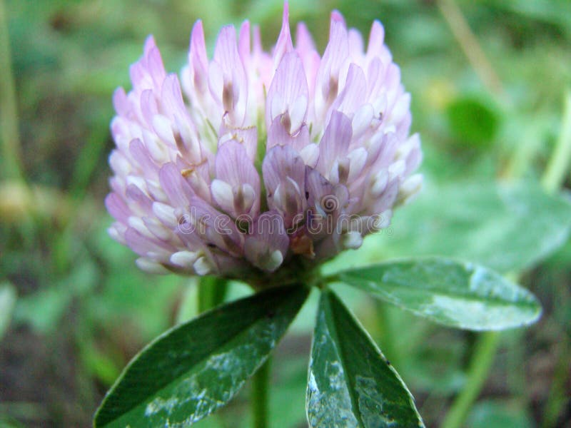 Clover stock image. Image of plant, legume, creeping - 77979923