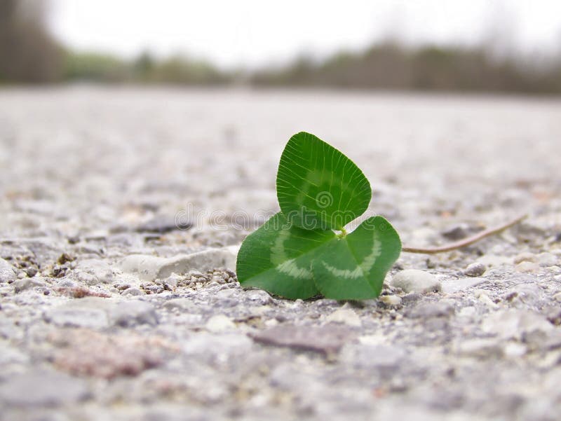 Clover on Road stock photo. Image of leaves, wild, nature - 5025814