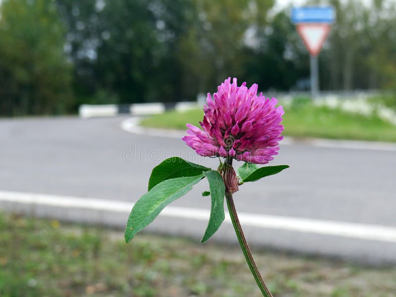 Clover on the Road Background Stock Image - Image of closeup, botany ...