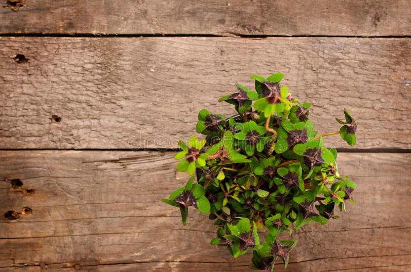 Clover on rustic wood stock photo. Image of celebration - 64434902