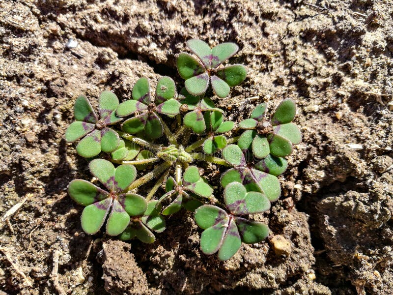 Clover serie : 05 stock photo. Image of green, shade - 138186212