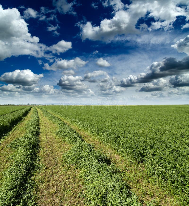 Clover, shamrock field stock photo. Image of farm, straw - 41792154