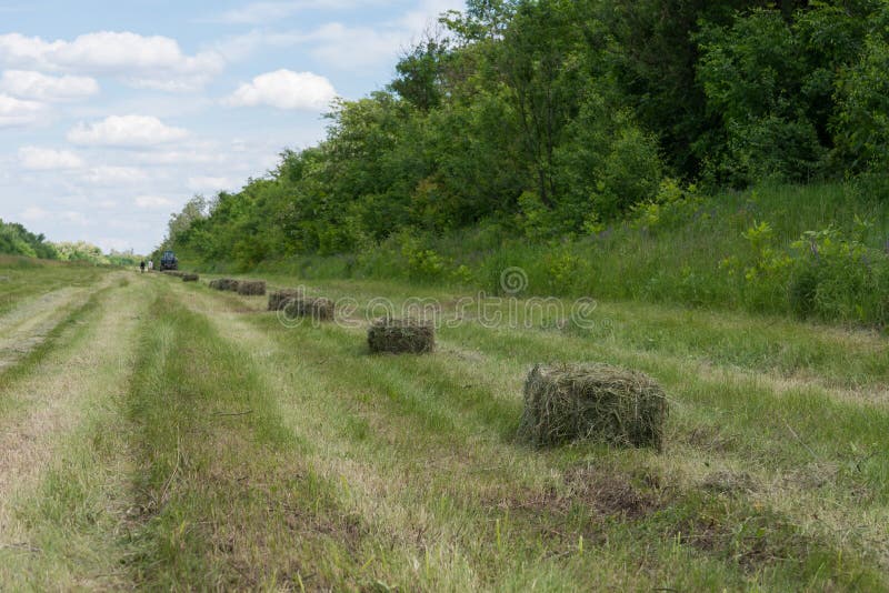 Clover, Shamrock Hay Bales at Field Stock Image - Image of blue, cloud ...