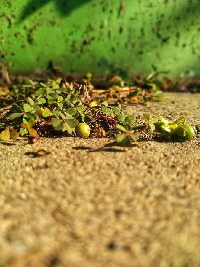 Clover and Some Kind of Round Fruit, Taken in Bandung, West Java ...