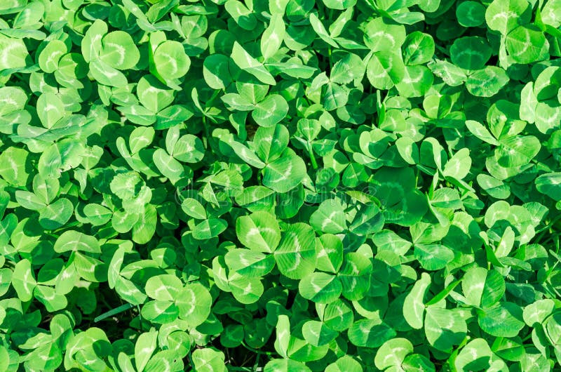 The clover of spring stock image. Image of synthesis - 113504357
