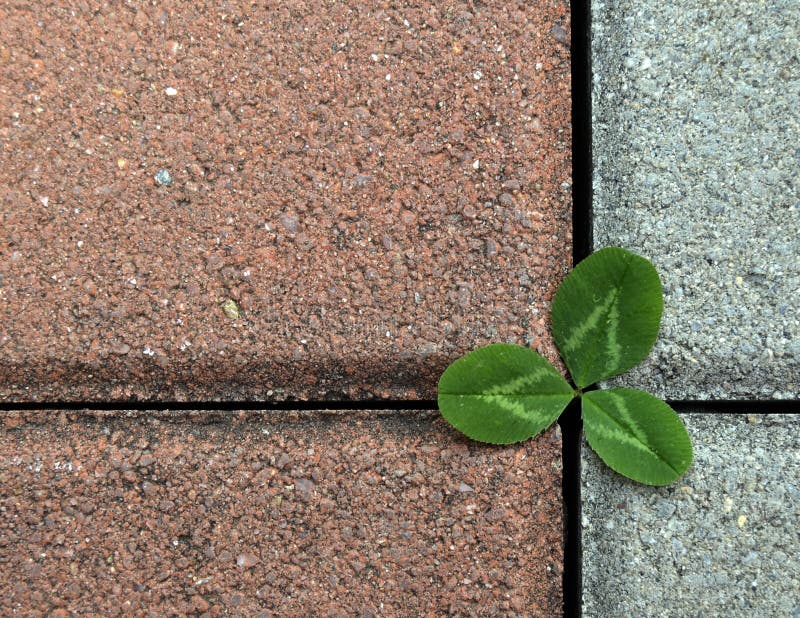 Clover on Road stock photo. Image of leaves, wild, nature - 5025814