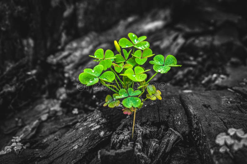 Clover in the stump stock image. Image of raining, oranges - 236326443