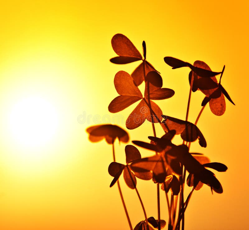 Clover at sunset stock photo. Image of heat, holiday - 23541570