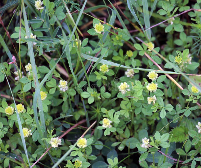 Clover (Trifolium Campestre) Grows in Nature Stock Image - Image of ...