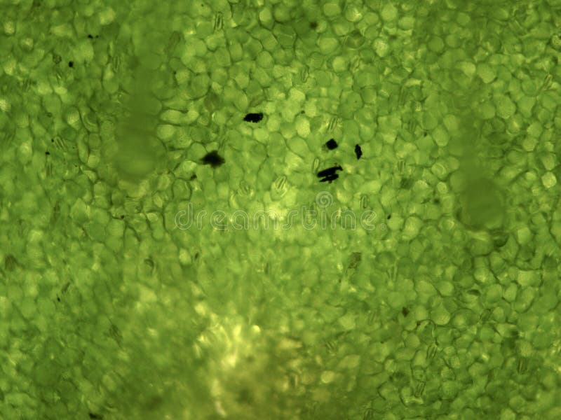 Clover under microscope stock image. Image of nature - 133885437