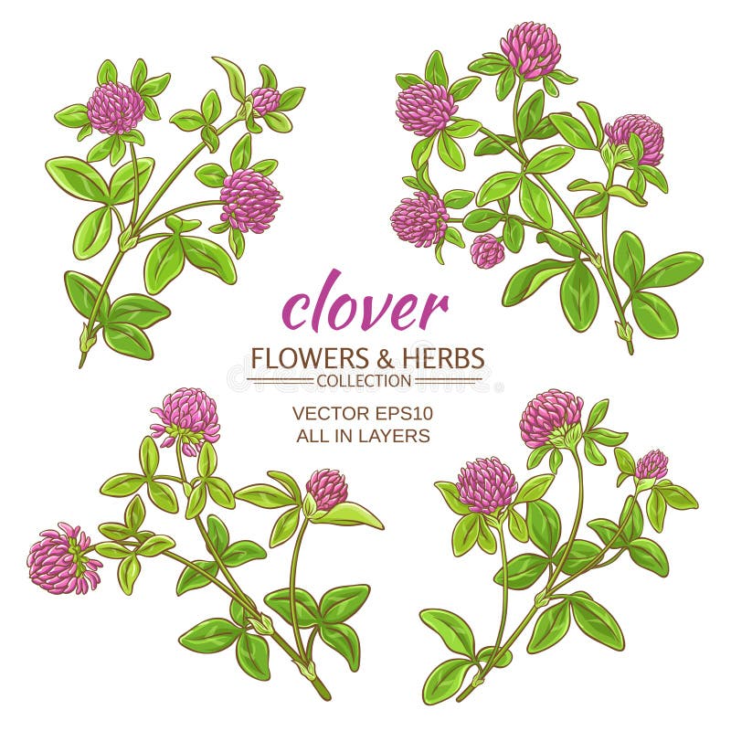 Clover vector set stock vector. Illustration of botanical - 106760611