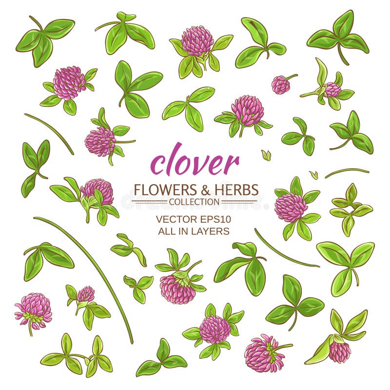Clover vector set stock vector. Illustration of botanical - 106760611