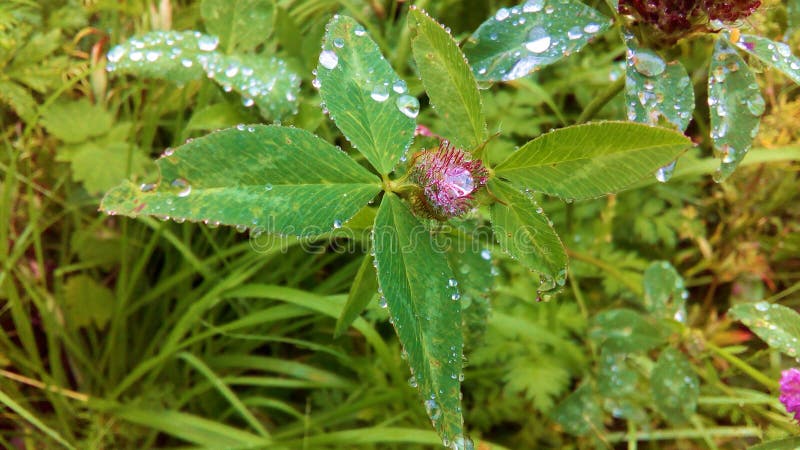 Clover stock photo. Image of plant, weather, flover, clover - 75976276