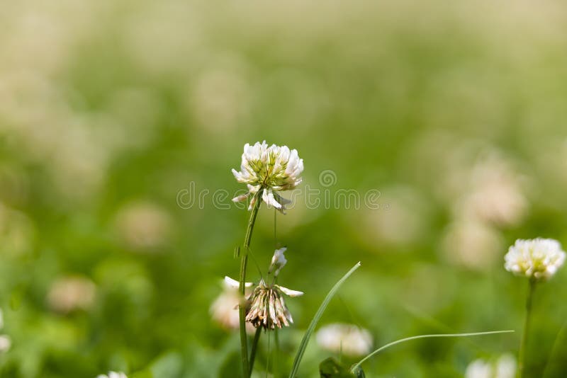 Clover bloom I a field stock image. Image of plant, wildflowers - 185568693