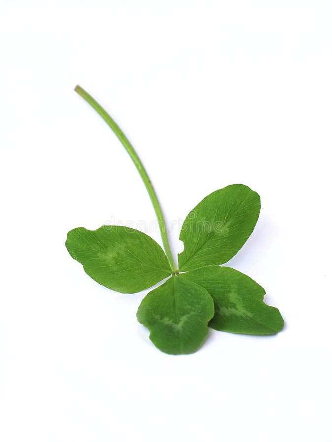 Cloverleaf stock image. Image of leafed, botanical, object - 20626929