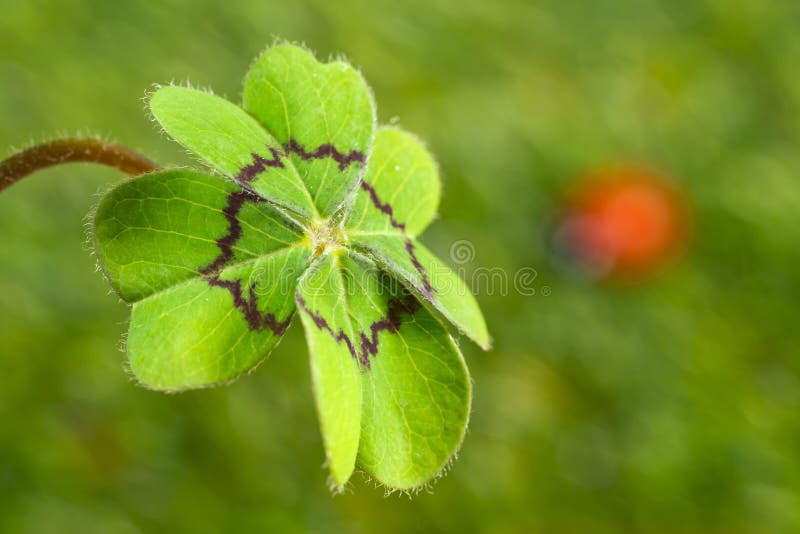 Cloverleaf stock photo. Image of shamrock, cloverleaf - 50477624