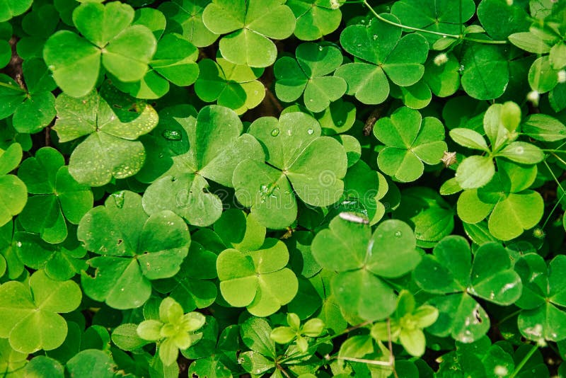 Cloverleafs in the garden stock image. Image of happy - 247143143