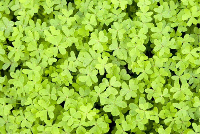Clovers stock photo. Image of colorful, petal, macro, clover - 1313066