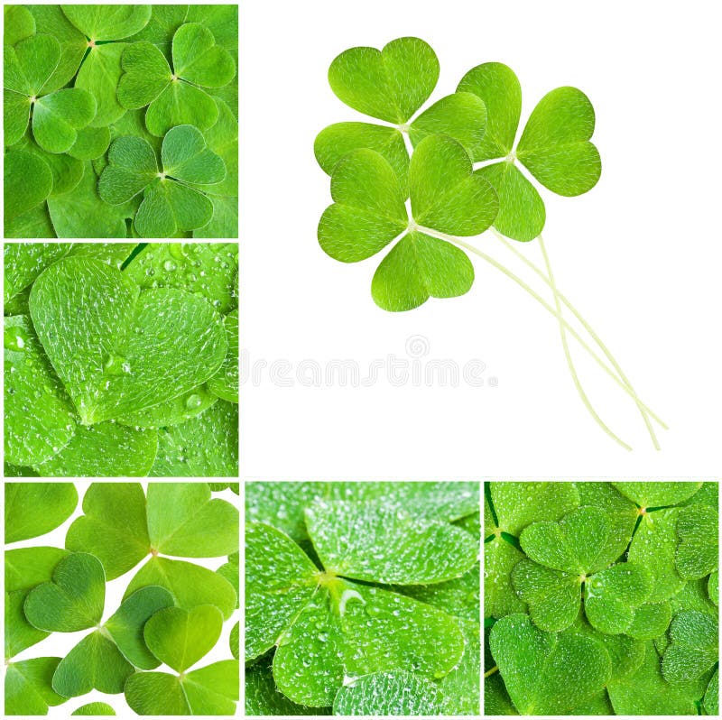Clovers stock image. Image of botanical, leaf, holiday - 22957683