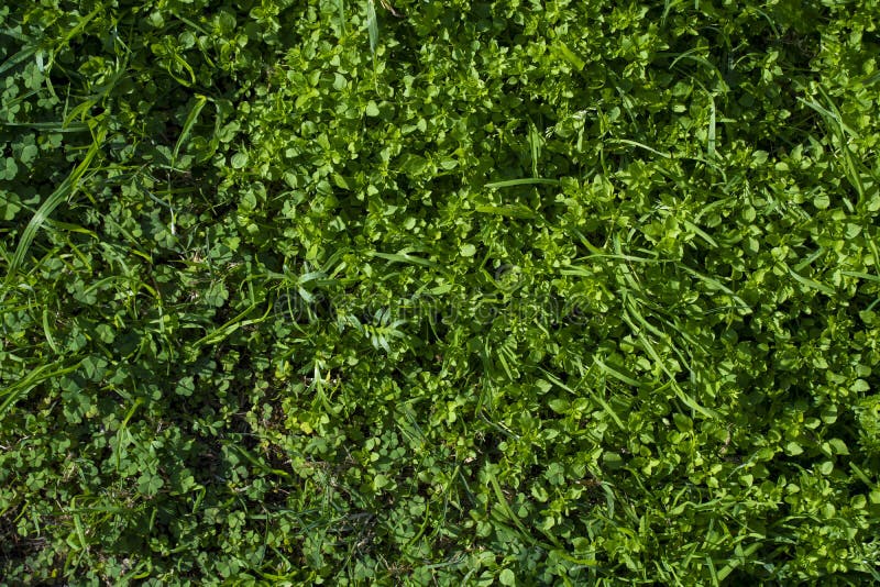 Clovers in the Wet Grass Closeup Stock Photo - Image of lawn ...