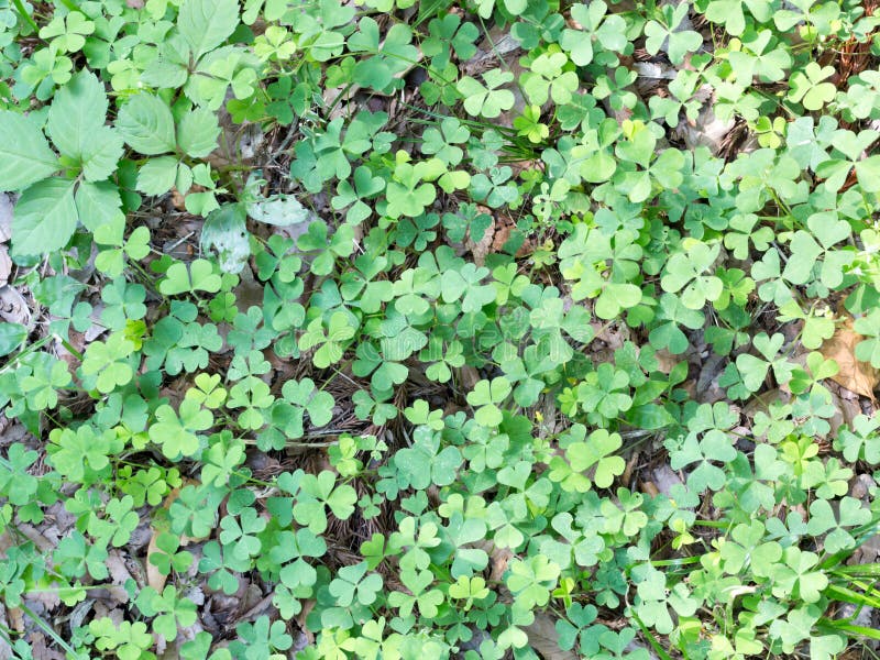 Clovers on the ground stock image. Image of spring, ground - 70660857