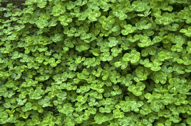 Carpet of clover stock image. Image of leaves, trifolium - 39608425