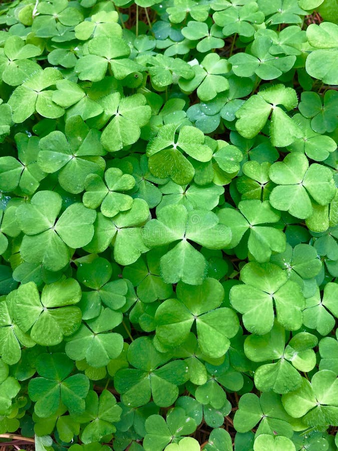 Clovers stock image. Image of nature, green, effect - 163679891