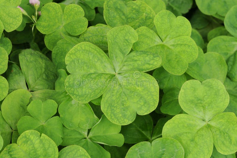 Clovers Macro stock photo. Image of decoration, flourishes - 11066614