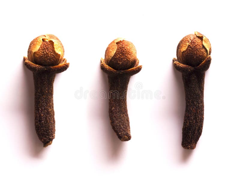 Stem of Clove Isolated on White Background Stock Image - Image of ...