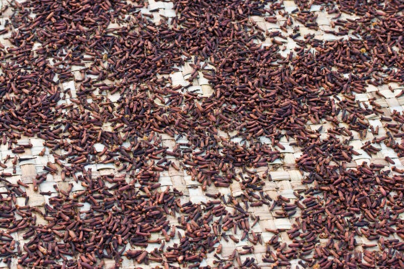 Cloves drying on mat stock photo. Image of scatter, spice - 14011556