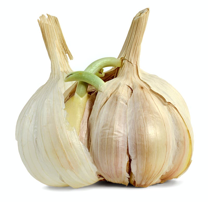 Cloves Garlic Sprouts in the Spring Stock Image - Image of growth ...