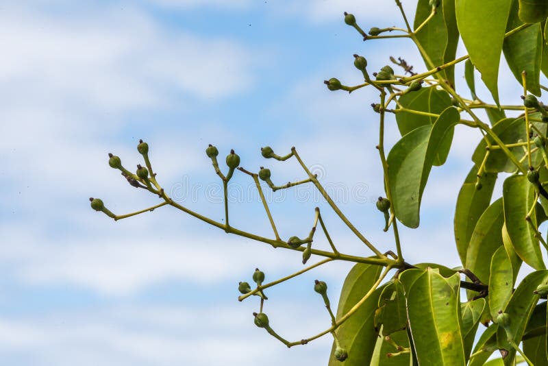 Cloves on tree stock photo. Image of nature, macro, condiments - 28884464