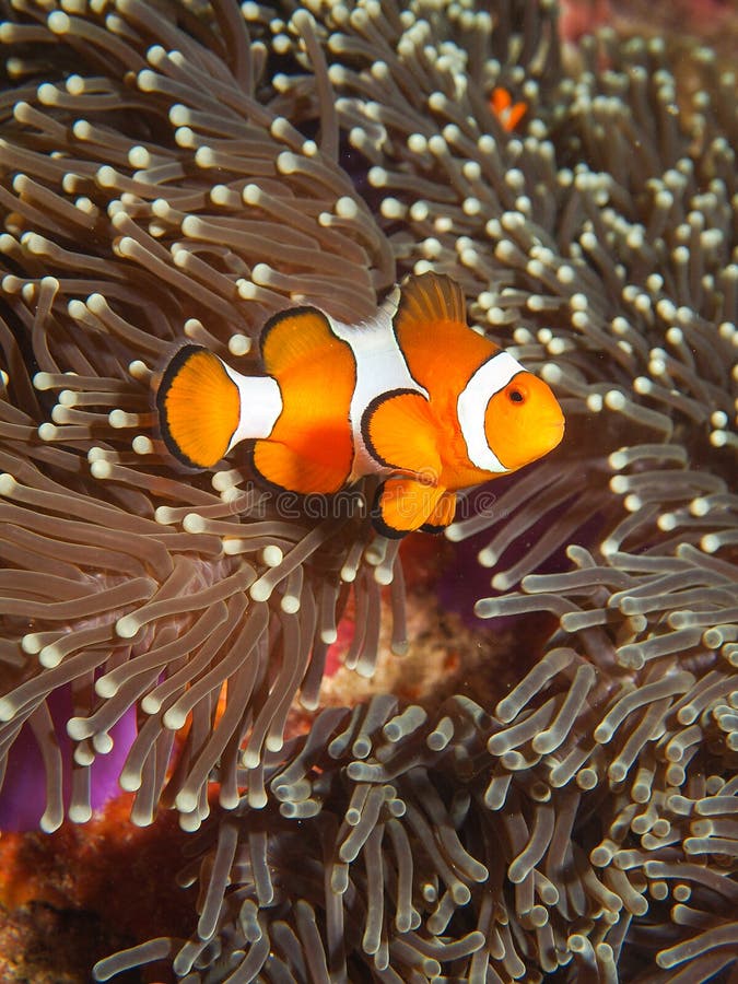 Clown Anemone Fish stock image. Image of ocean, tropical - 93114123