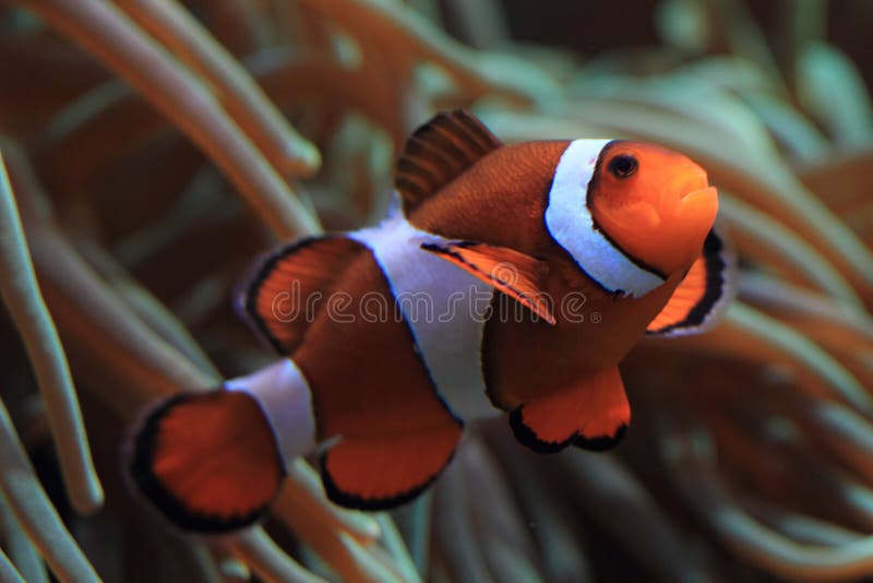 Nemo fisk (clownfisken) arkivfoto. Bild av fisk, makro - 61981360