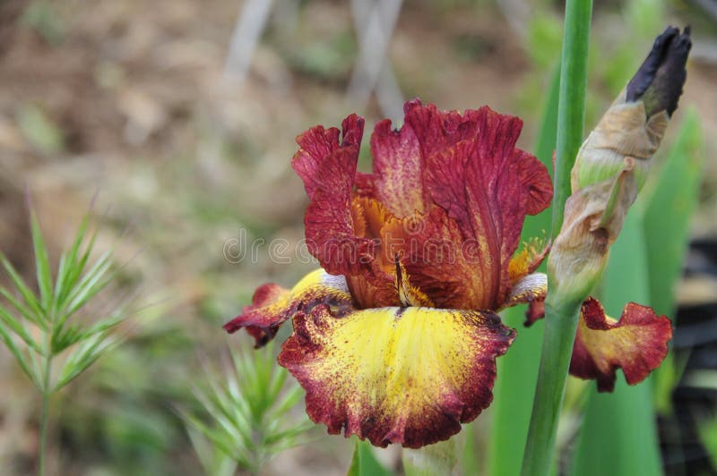 Iris Garden Series - Red and Yellow Space Age Bearded Iris Clown Around ...